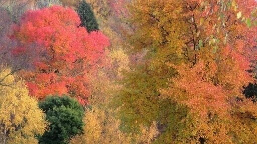 High Beeches - Booking by Bookwhen