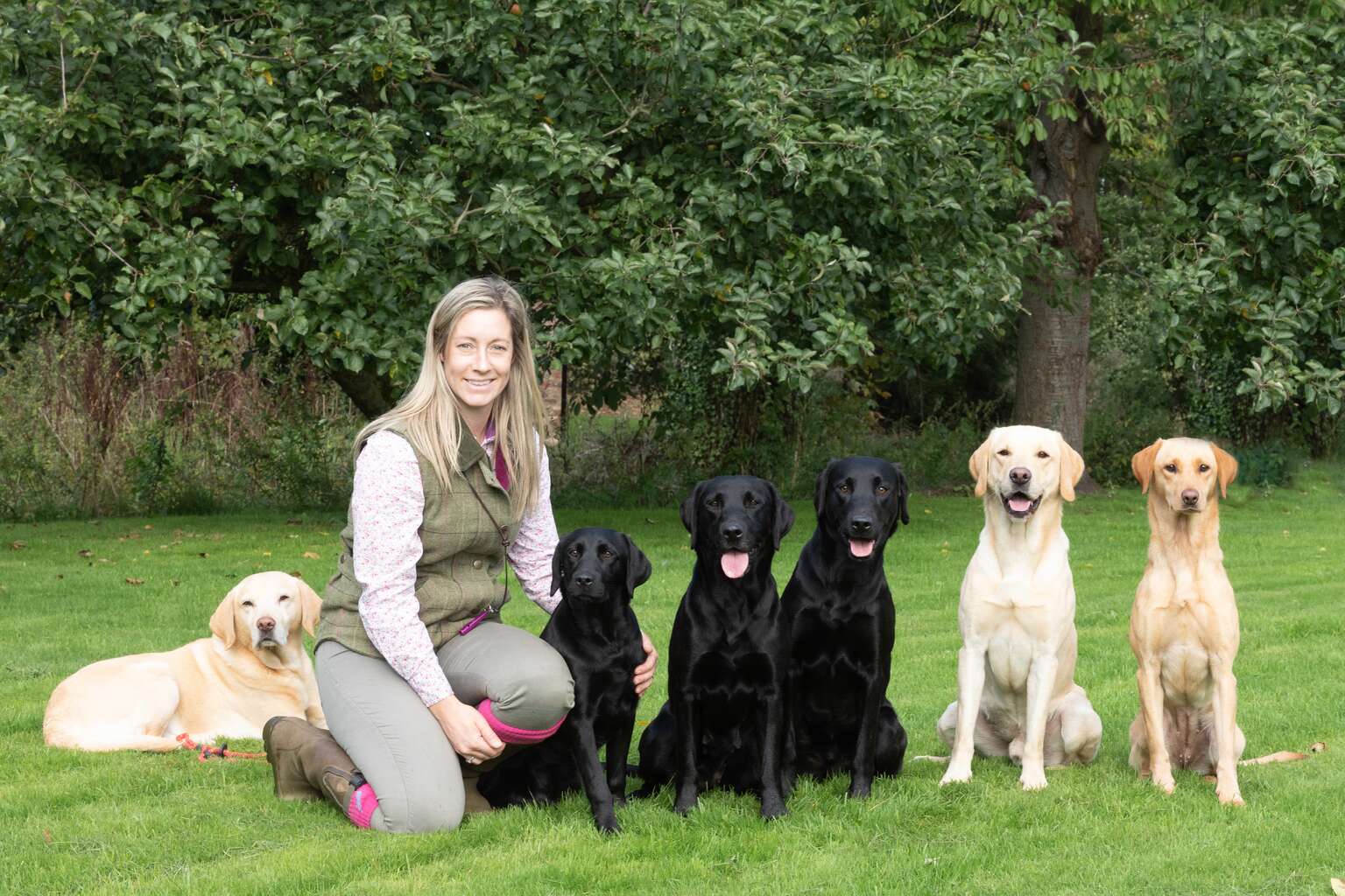 Mekoro Labradors- Puppy, Obedience and Gundog Specialist Training & Instruction. - Booking by ...