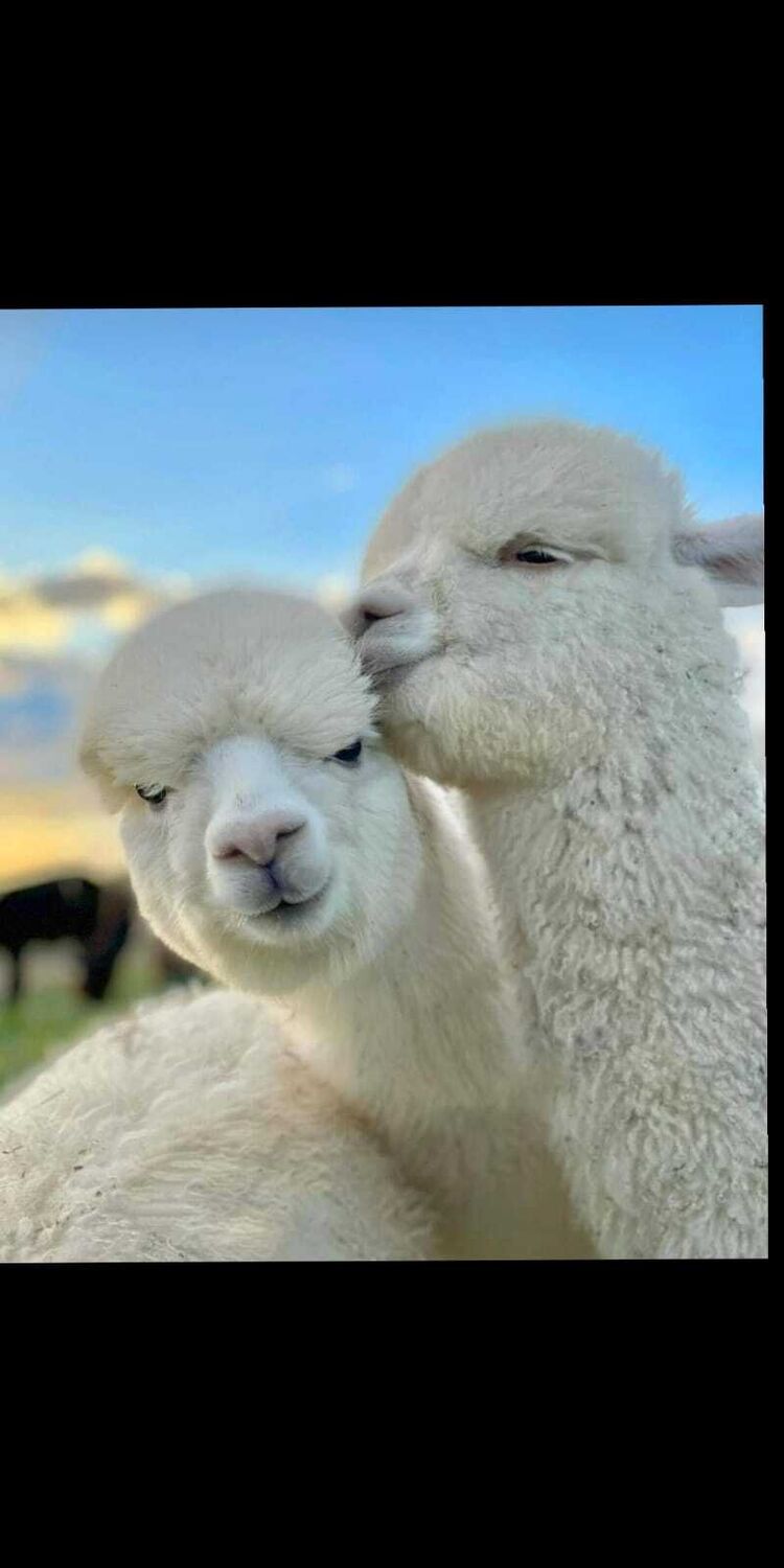 Christmas Alpaca Adventures! - Booking by Bookwhen