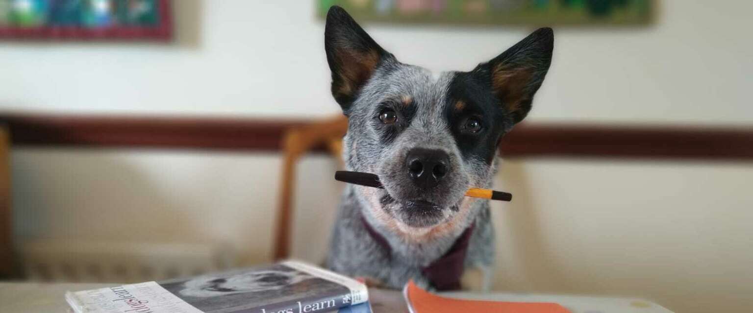 Dogs Matter - Booking by Bookwhen