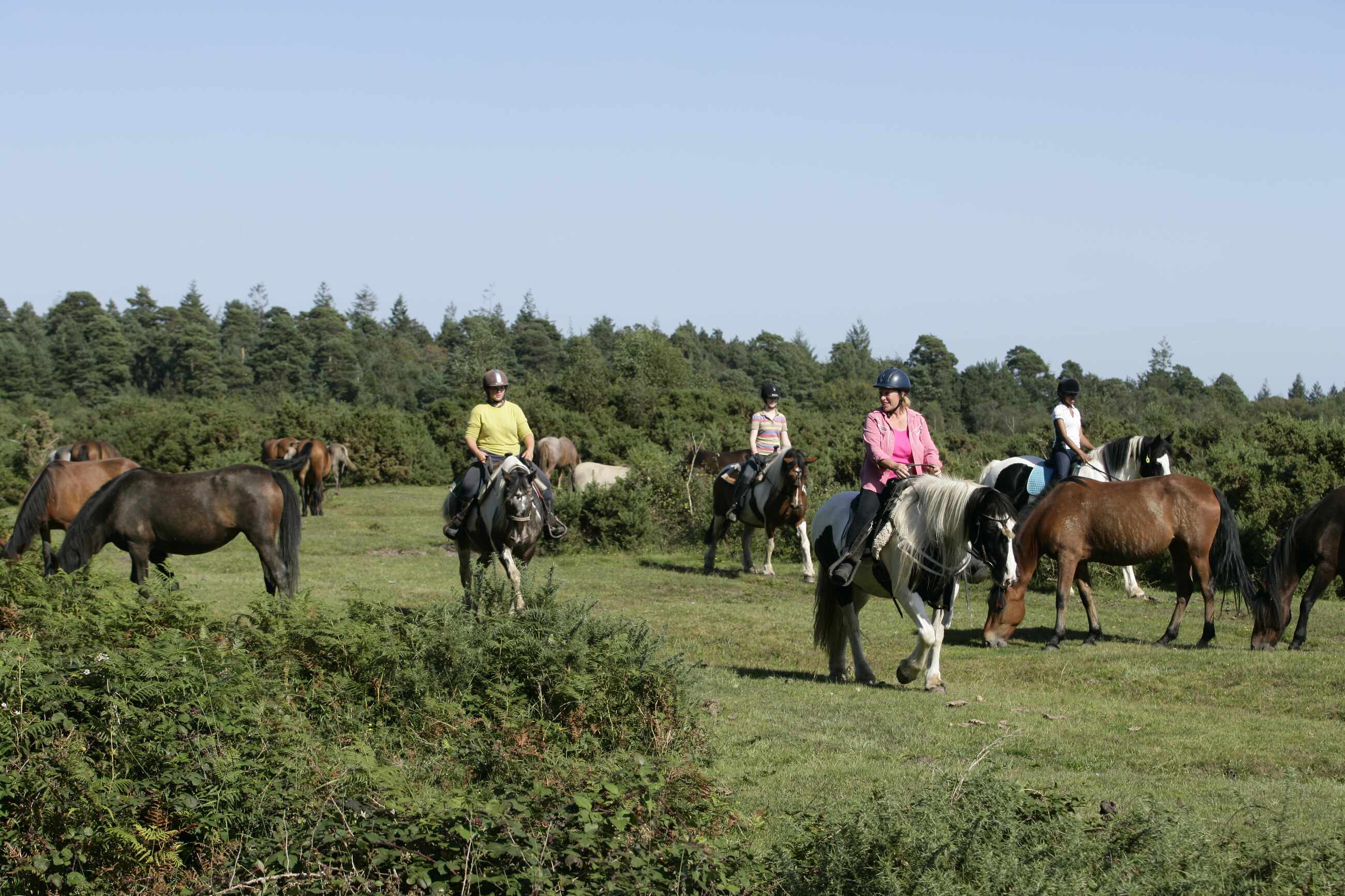 Lessons & Pony Club Activities - Booking by Bookwhen